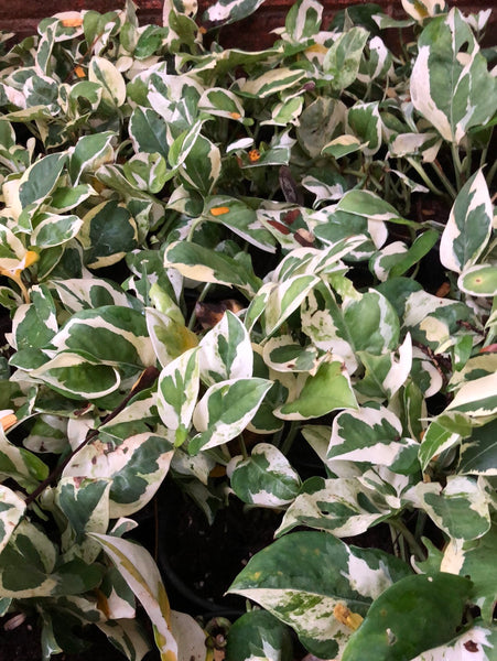 Enjoy Money Plant / POTHOS – hariththarang