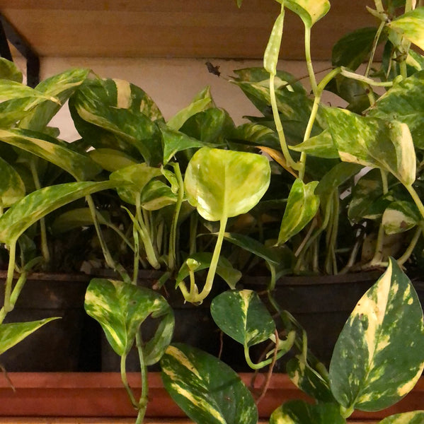 Buy Scindapsus aureus (c) in T.Nagar, Chennai – hariththarang