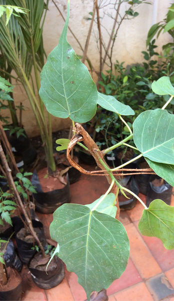 Peepal tree / Arasamaram – hariththarang