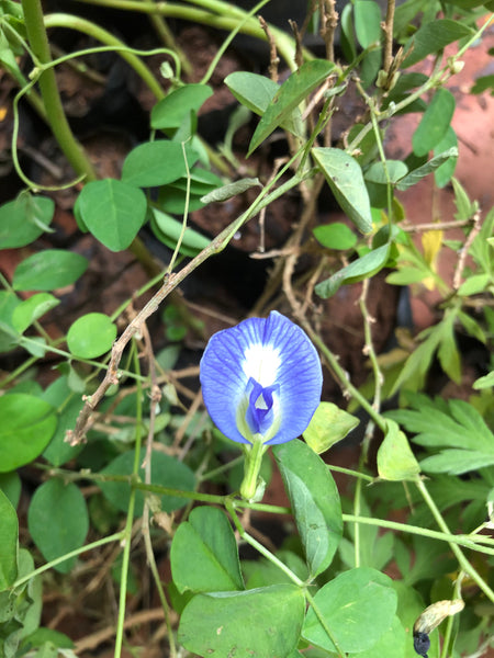 sangu poo / blue pea / butterfly pea – hariththarang