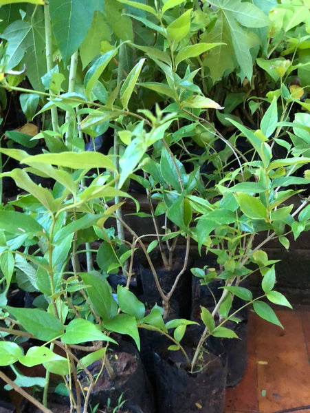 Pavalamalli / coral jasmine – hariththarang